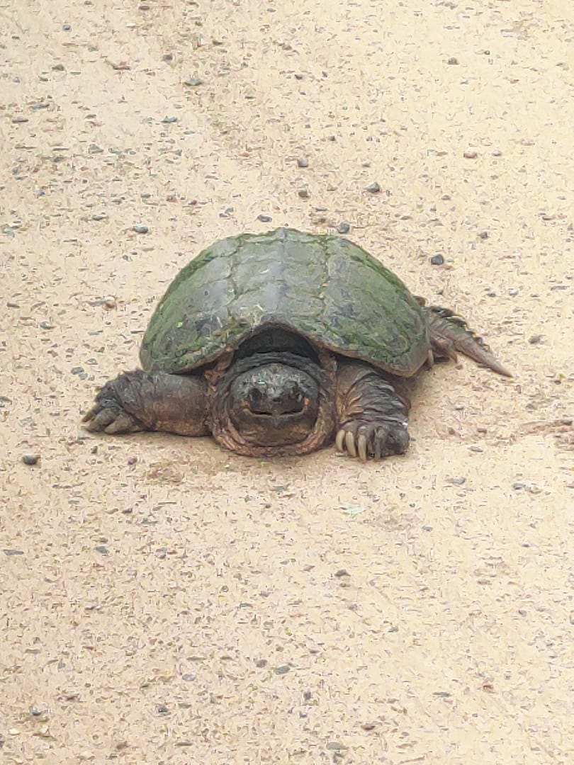 Tioga Mine Pit - Adventures of Seleana